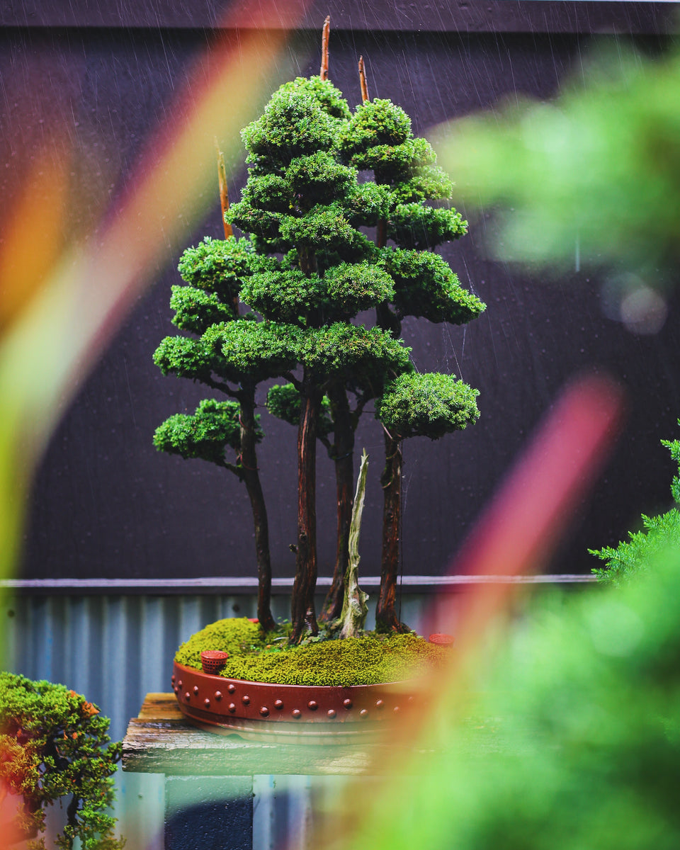 Conifer Immersive Class – Chojo