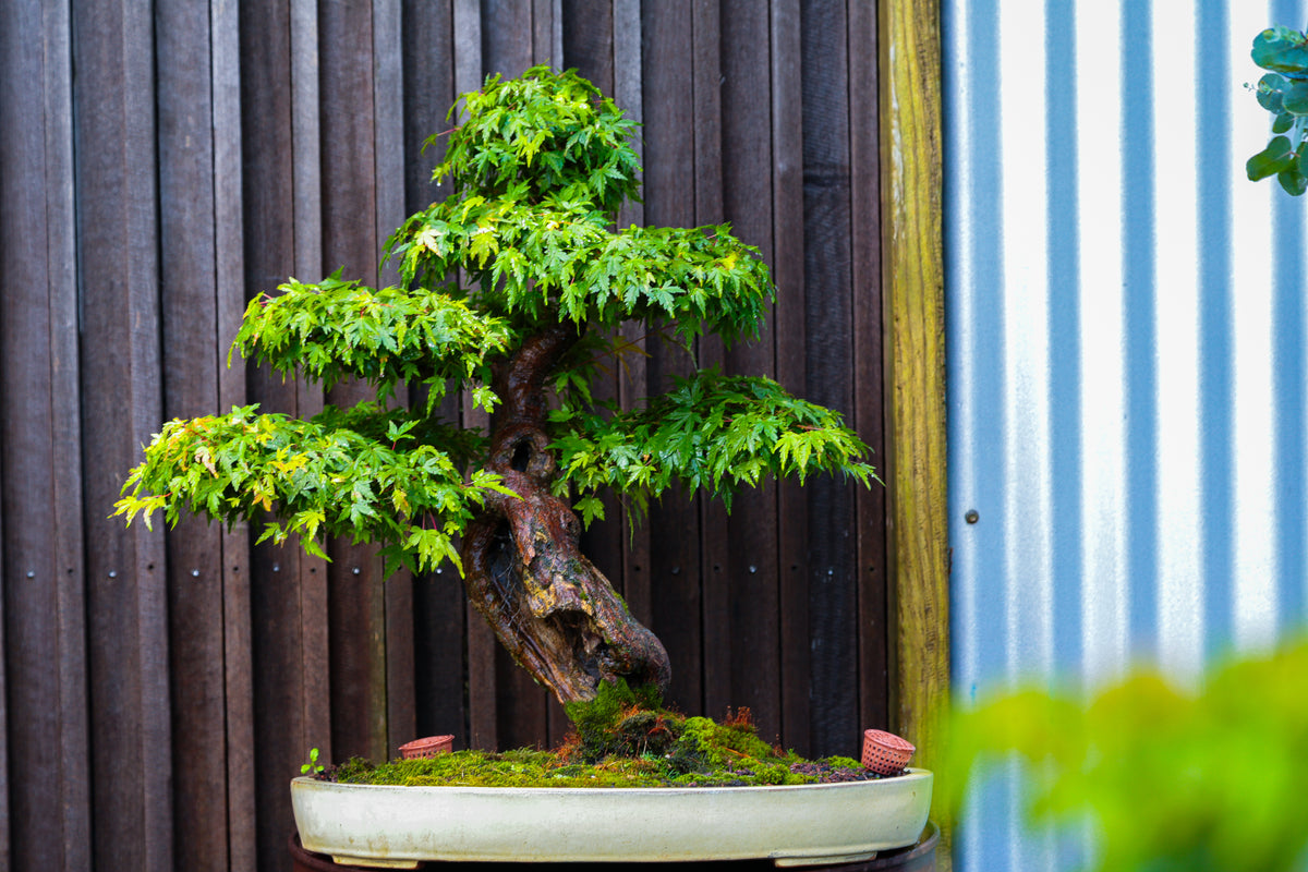 Apex Package - Immersive Course – Chojo